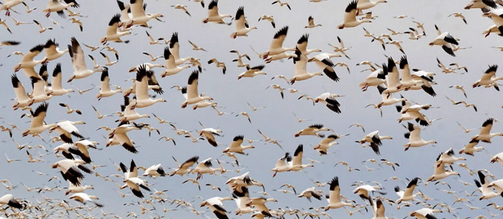 Bird Migration Canada and USA Flyways - vanbirdfest.com